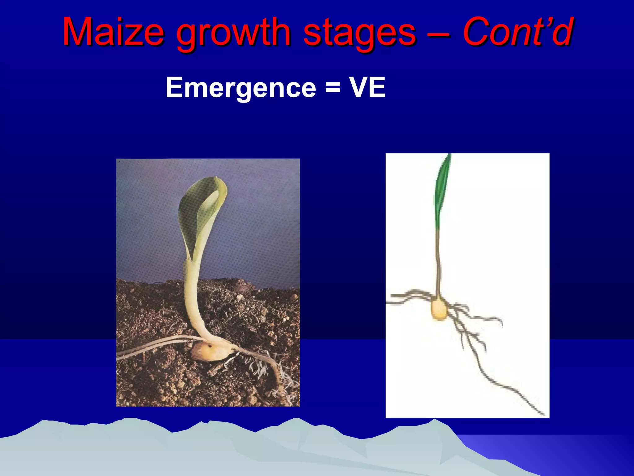 Anatomy and physiology of maize - Implications for quality maize seed ...