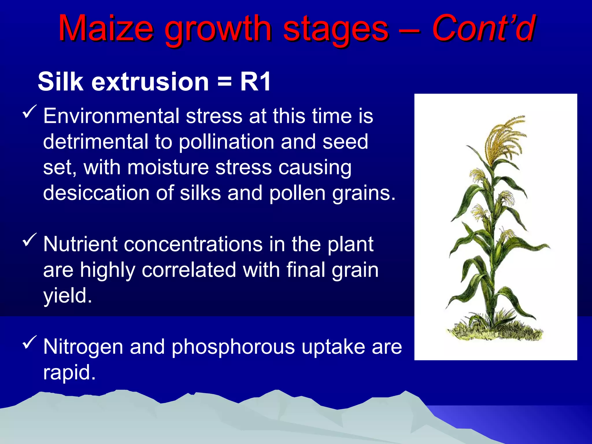 Anatomy and physiology of maize - Implications for quality maize seed ...