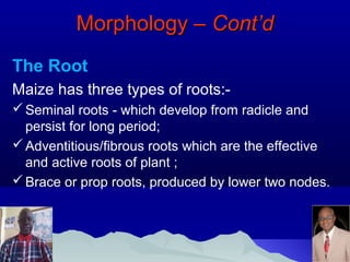 Anatomy and physiology of maize - Implications for quality maize seed ...