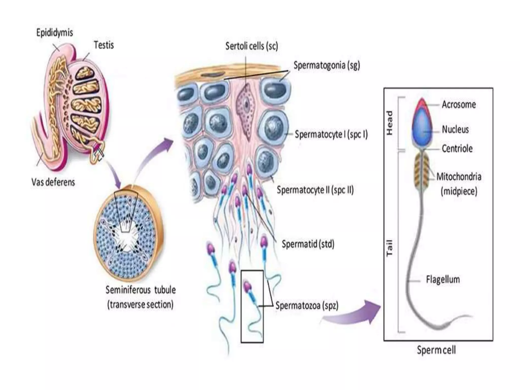 Anatomy and physiology of male reproductive system | PPTX