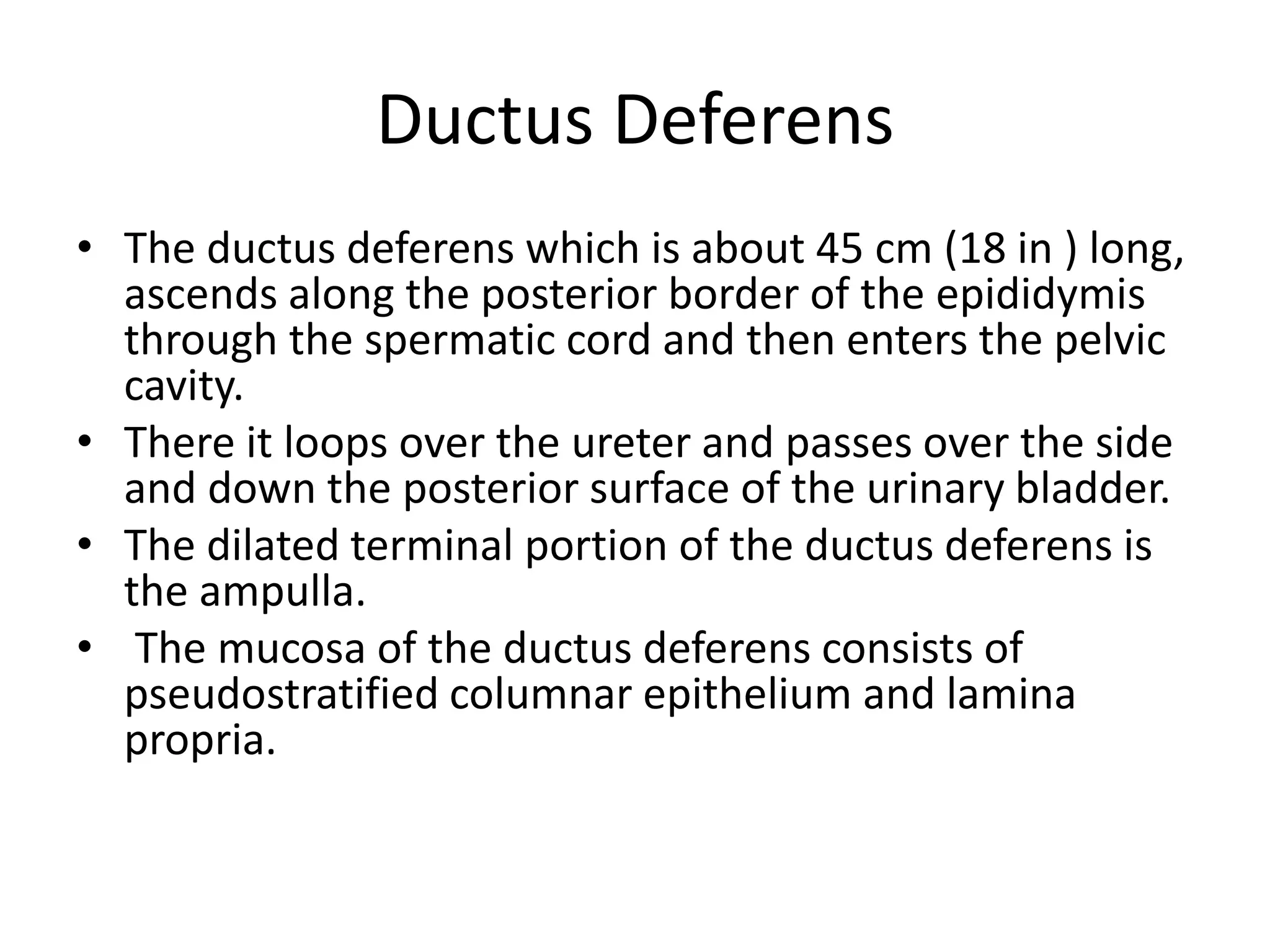 Anatomy and physiology of male reproductive system | PPTX