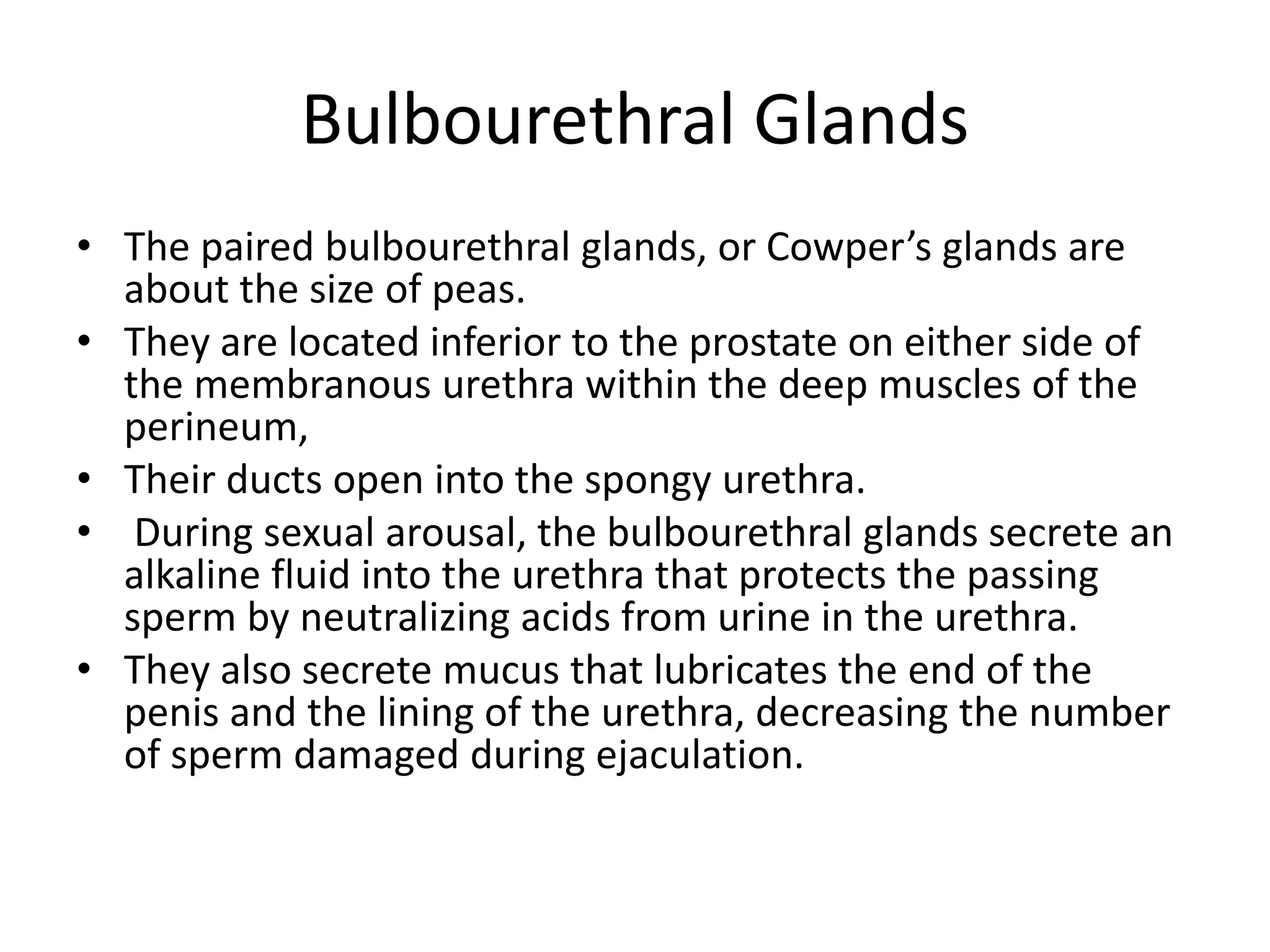 Anatomy and physiology of male reproductive system | PPTX