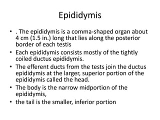 Anatomy and physiology of male reproductive system | PPTX