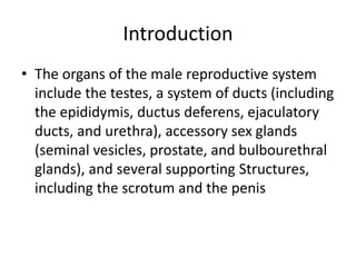 Anatomy and physiology of male reproductive system | PPTX