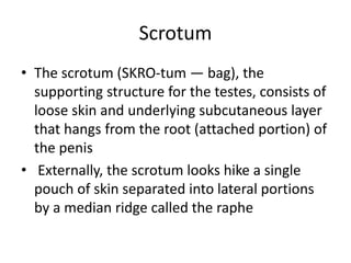 Anatomy and physiology of male reproductive system | PPTX