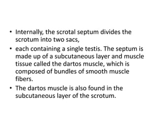 Anatomy and physiology of male reproductive system | PPTX