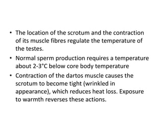 Anatomy and physiology of male reproductive system | PPTX