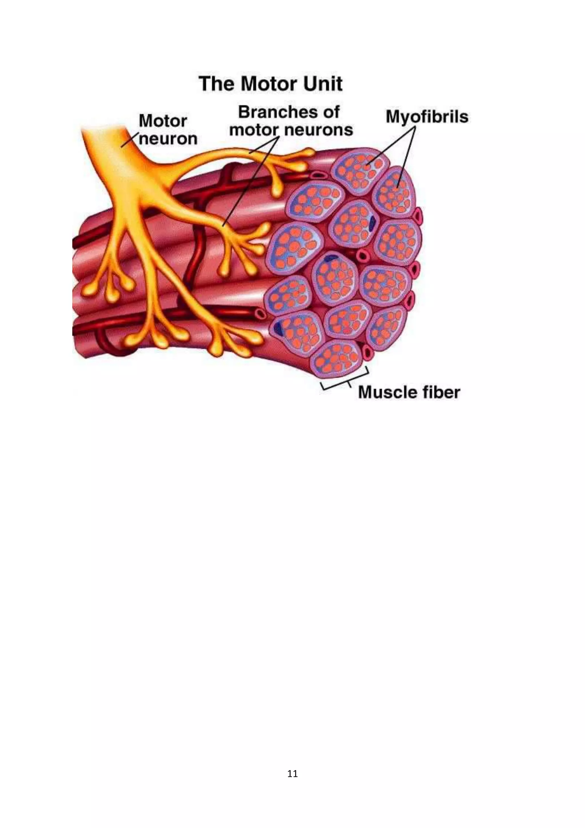 Anatomy and physiology of muscle | DOCX