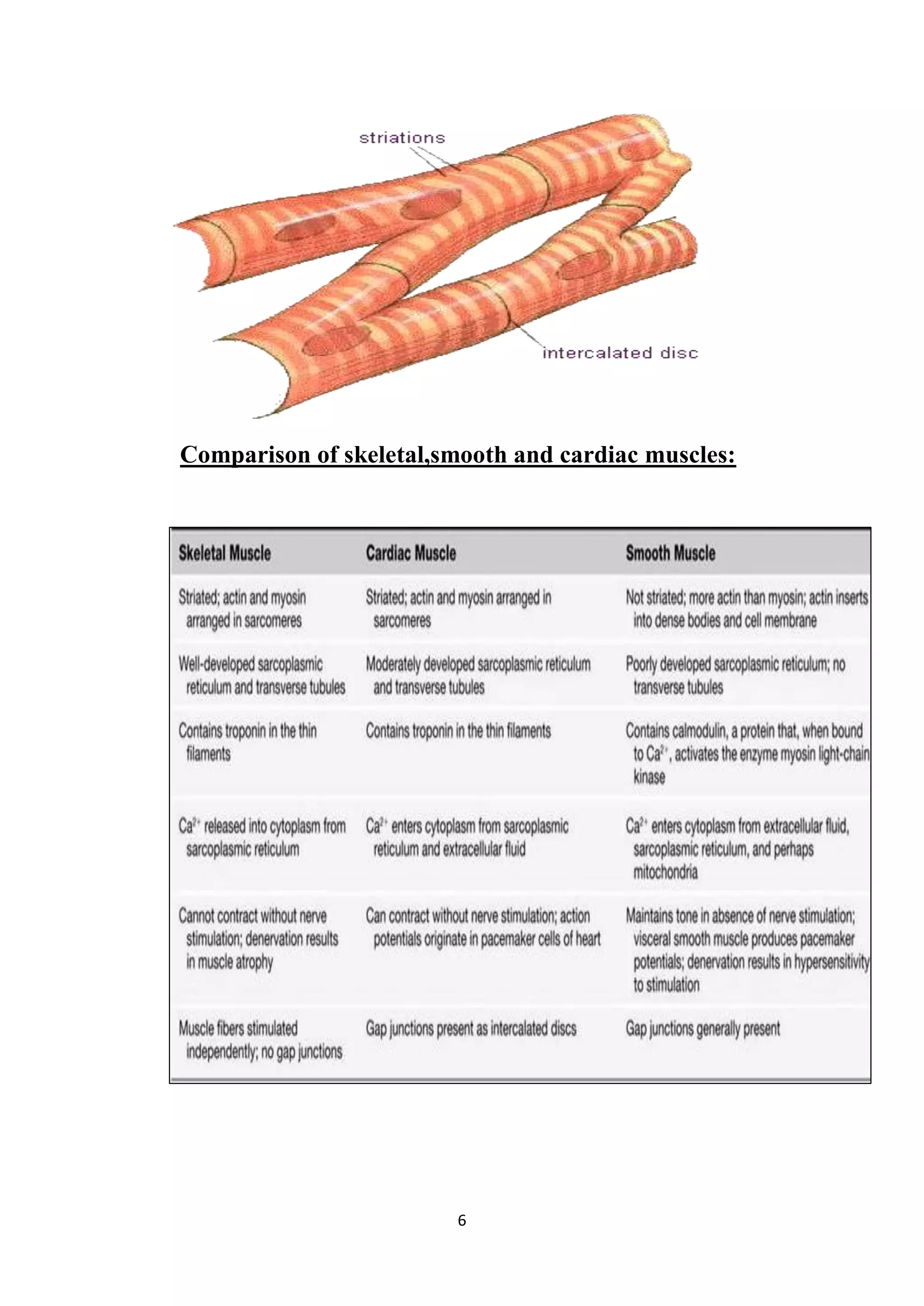 Anatomy and physiology of muscle | DOCX | Physical Therapy | Wellness