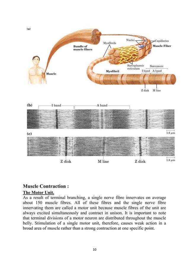 Anatomy and physiology of muscle | DOCX | Physical Therapy | Wellness