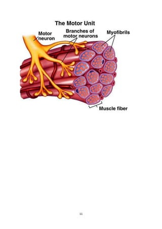Anatomy and physiology of muscle | DOCX