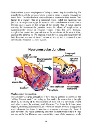 Anatomy and physiology of muscle | DOCX