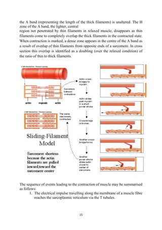 Anatomy and physiology of muscle | DOCX