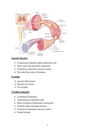 Anatomy and physiology of muscle | DOCX