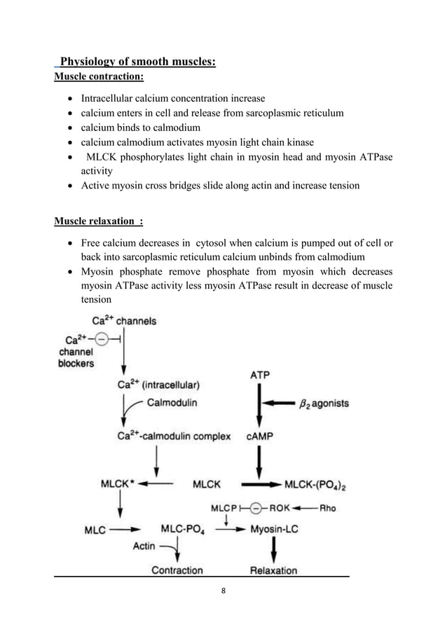 Anatomy and physiology of muscle | DOCX | Physical Therapy | Wellness