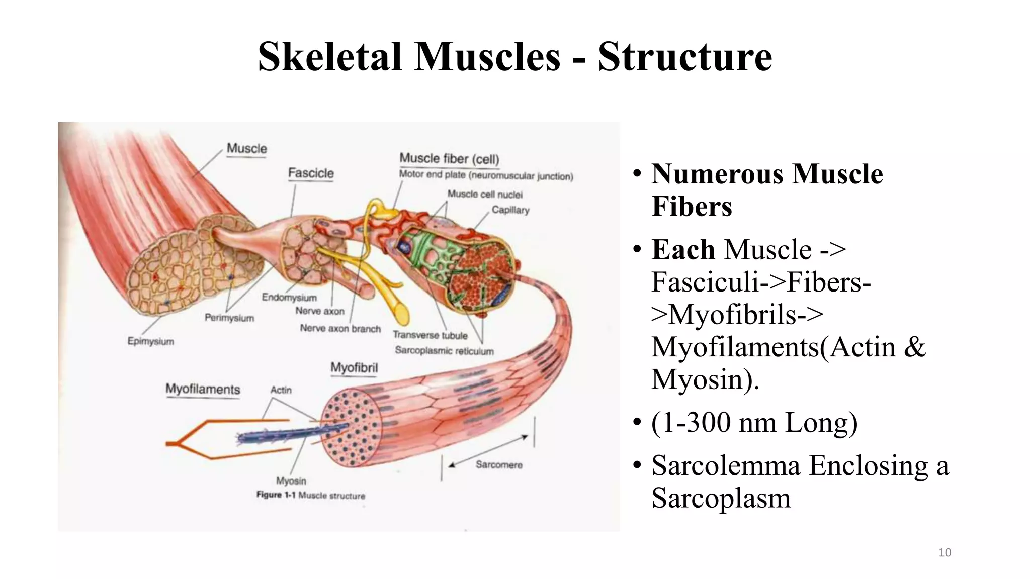 Anatomy and Physiology of Muscle by Prasanjit Shom.pptx