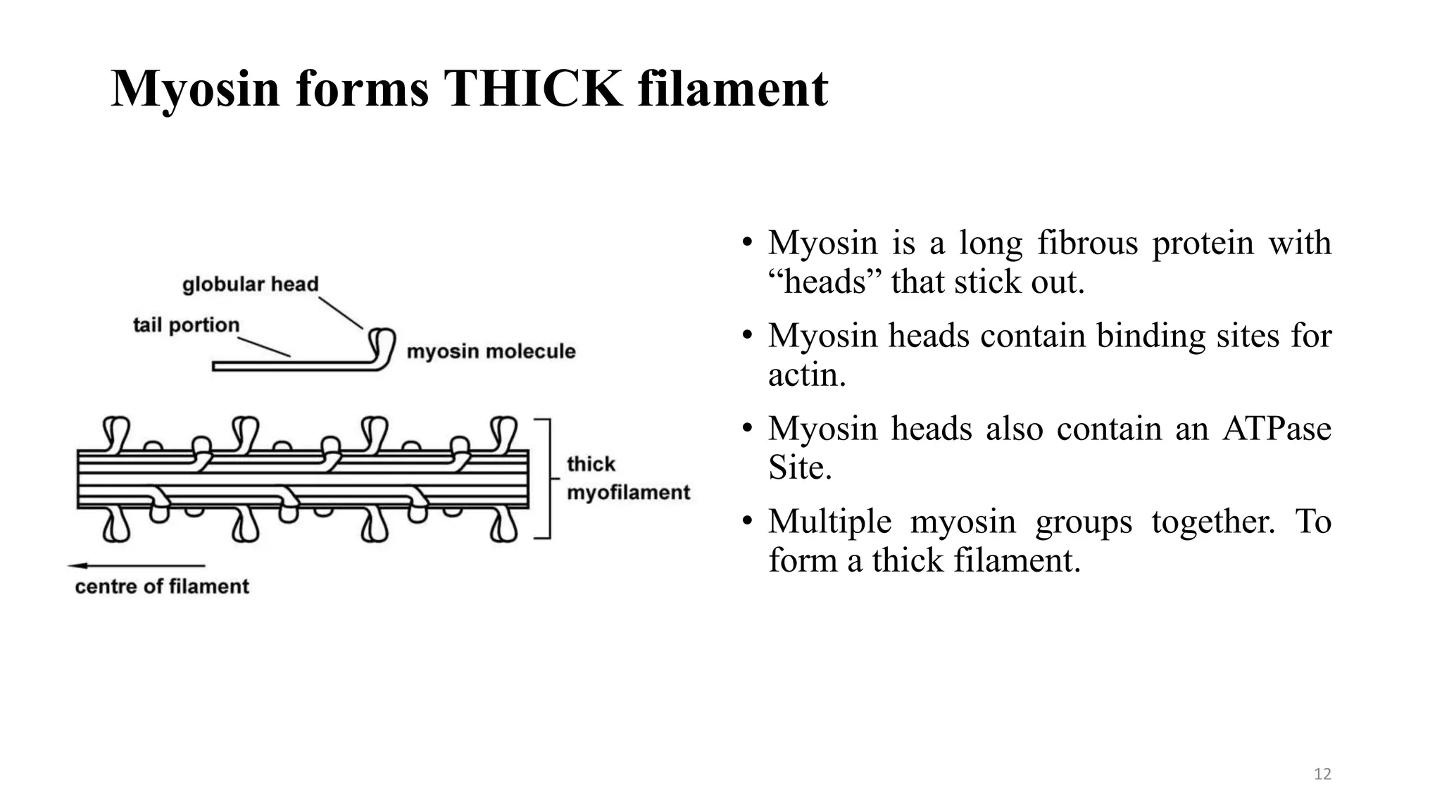 Anatomy and Physiology of Muscle by Prasanjit Shom.pptx
