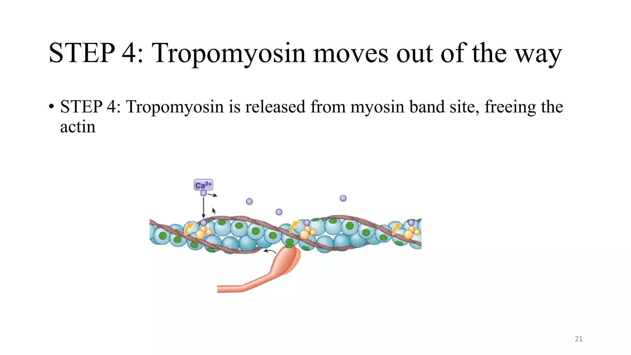 Anatomy and Physiology of Muscle by Prasanjit Shom.pptx