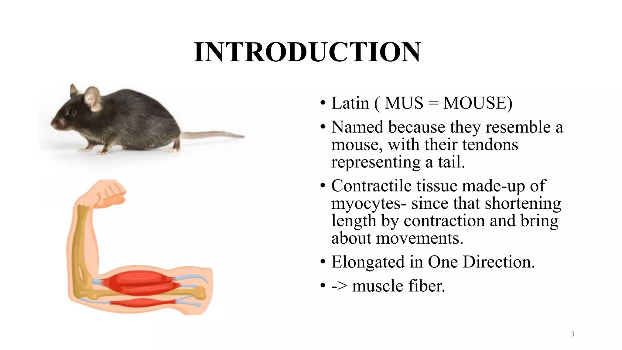 Anatomy and Physiology of Muscle by Prasanjit Shom.pptx