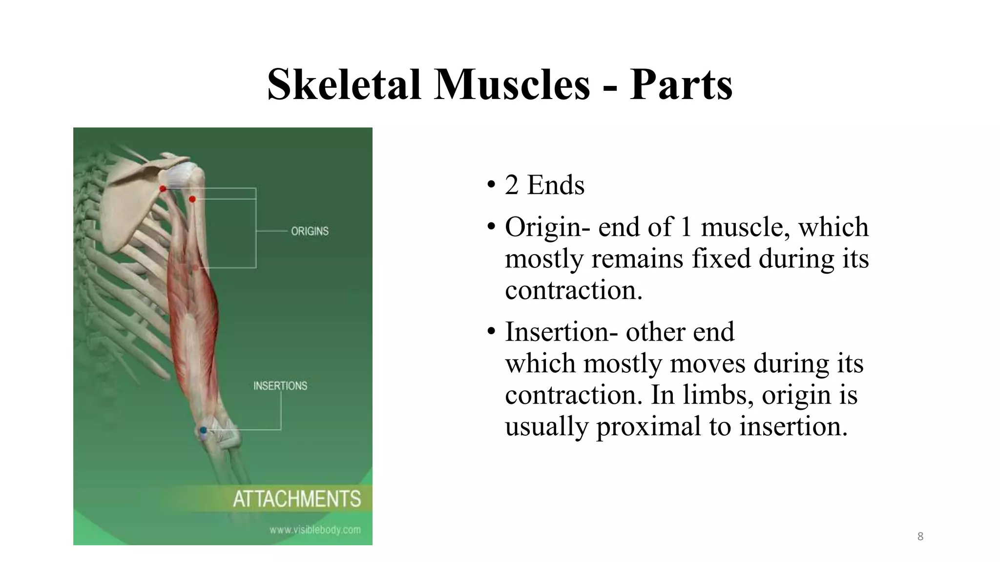 Anatomy and Physiology of Muscle by Prasanjit Shom.pptx