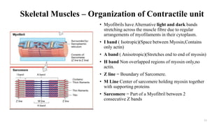 Anatomy and Physiology of Muscle by Prasanjit Shom.pptx