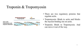 Anatomy and Physiology of Muscle by Prasanjit Shom.pptx