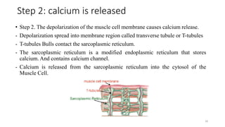 Anatomy and Physiology of Muscle by Prasanjit Shom.pptx
