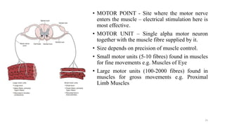 Anatomy and Physiology of Muscle by Prasanjit Shom.pptx