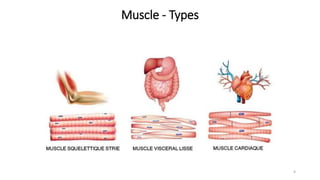Anatomy and Physiology of Muscle by Prasanjit Shom.pptx