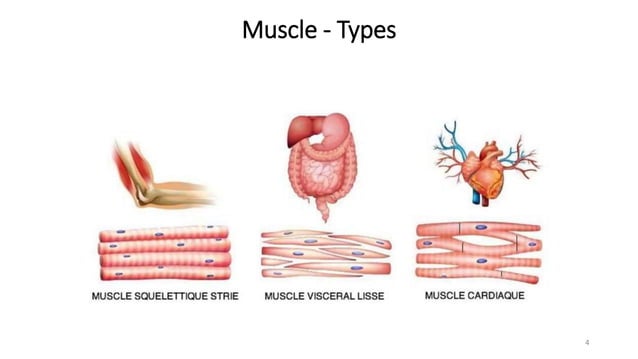 Anatomy and Physiology of Muscle by Prasanjit Shom.pptx