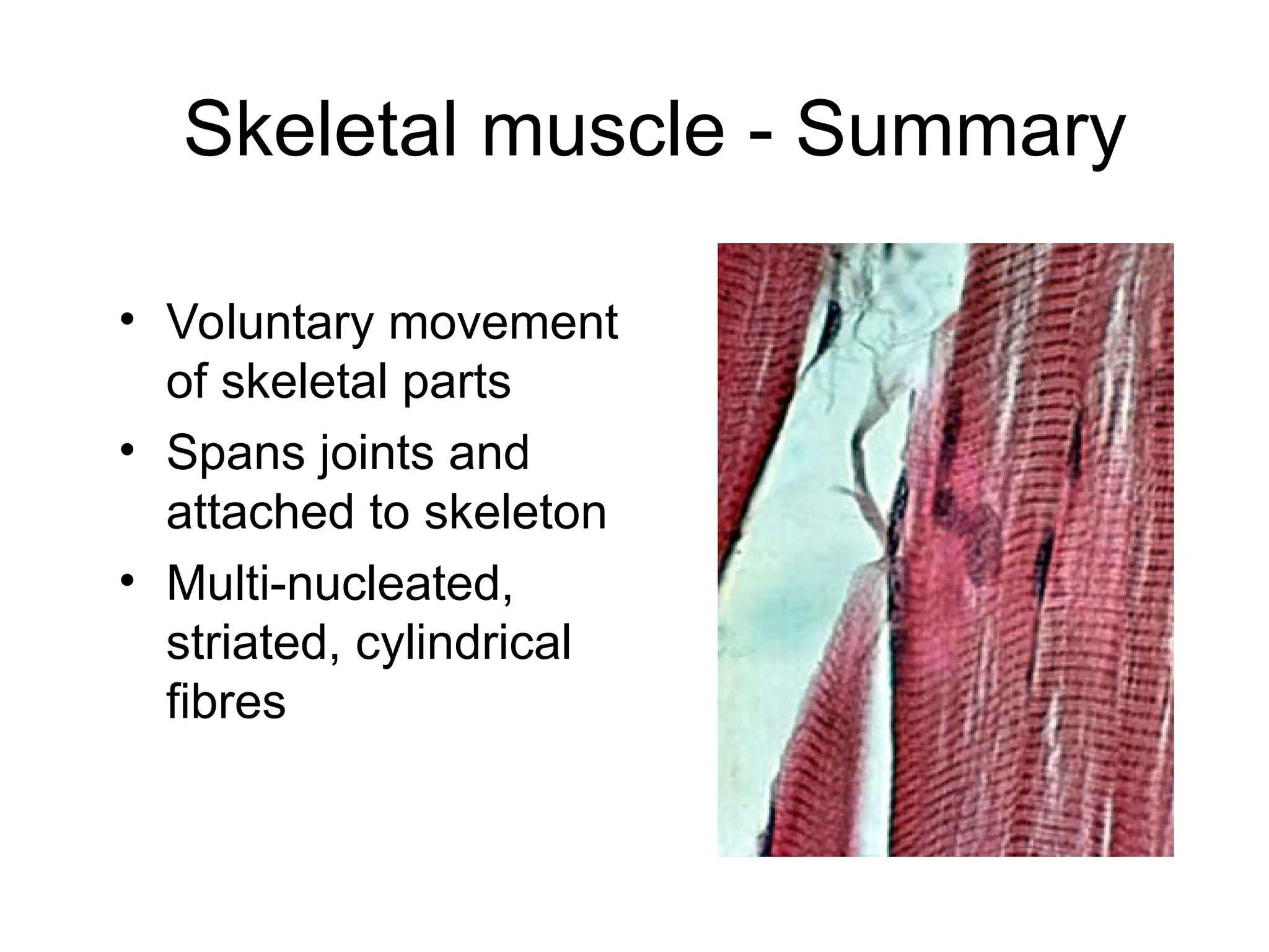 Anatomy and Physiology of Muscular System.ppt
