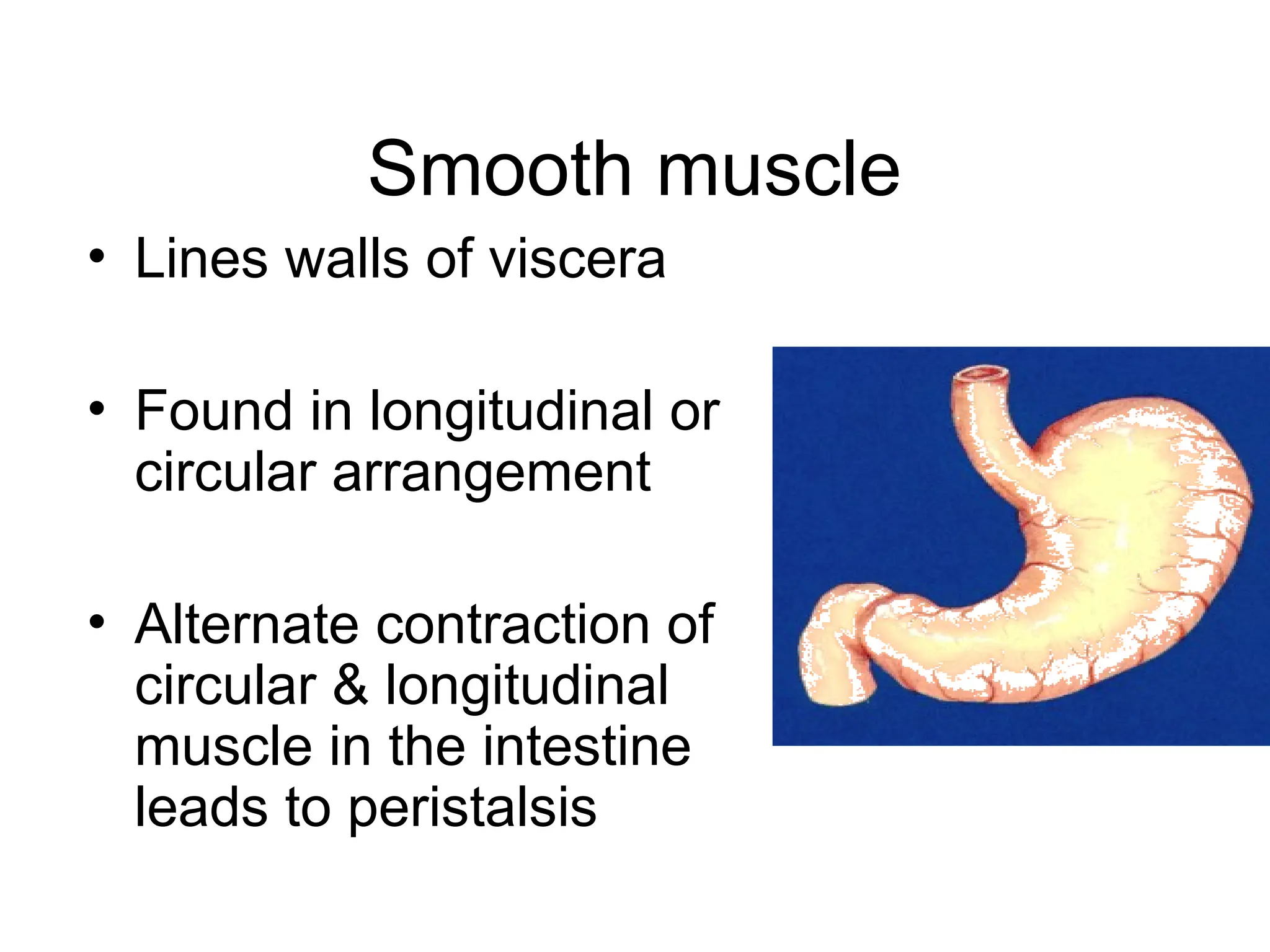 Anatomy and Physiology of Muscular System.ppt