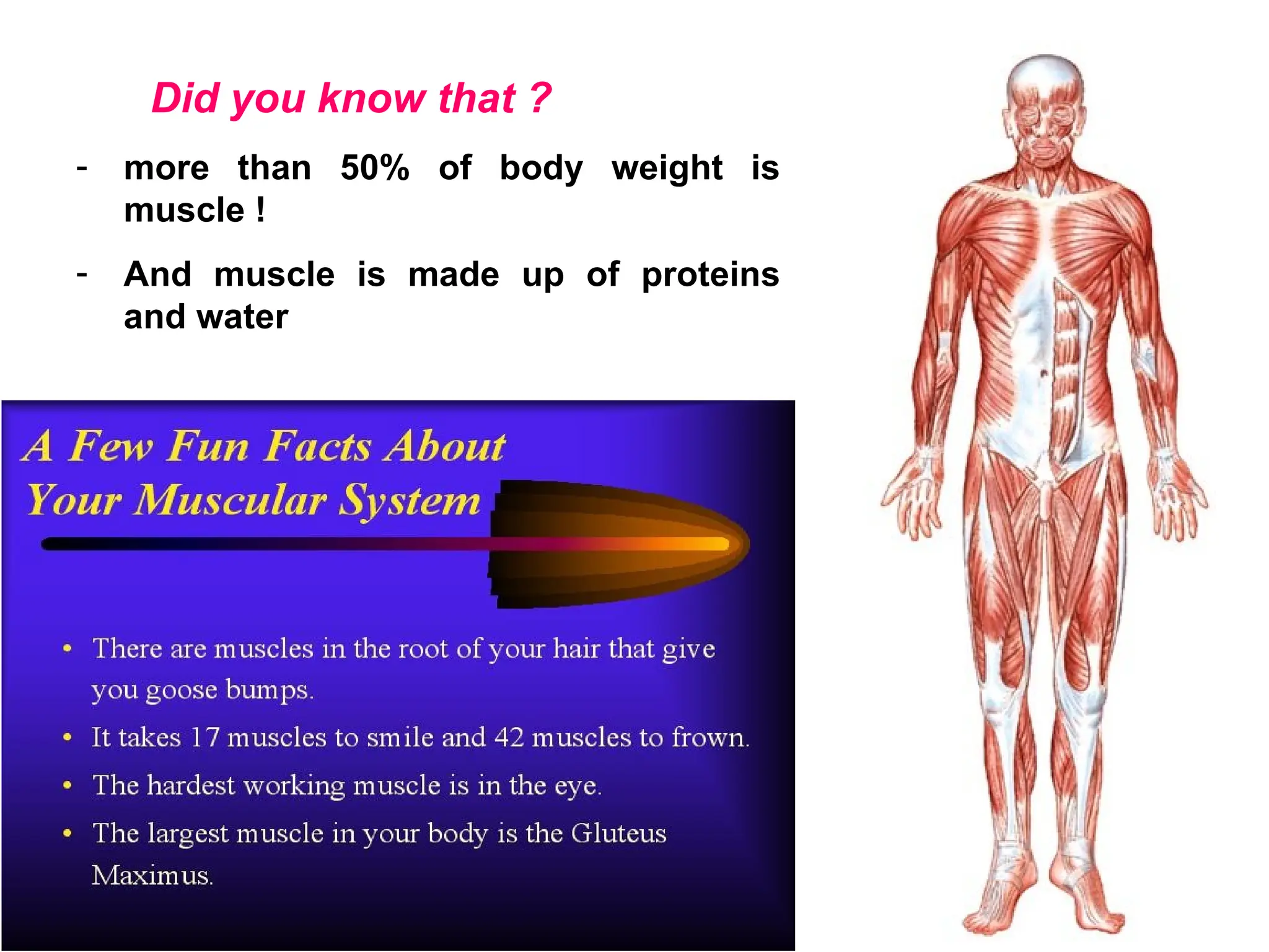 Anatomy and Physiology of Muscular System.ppt