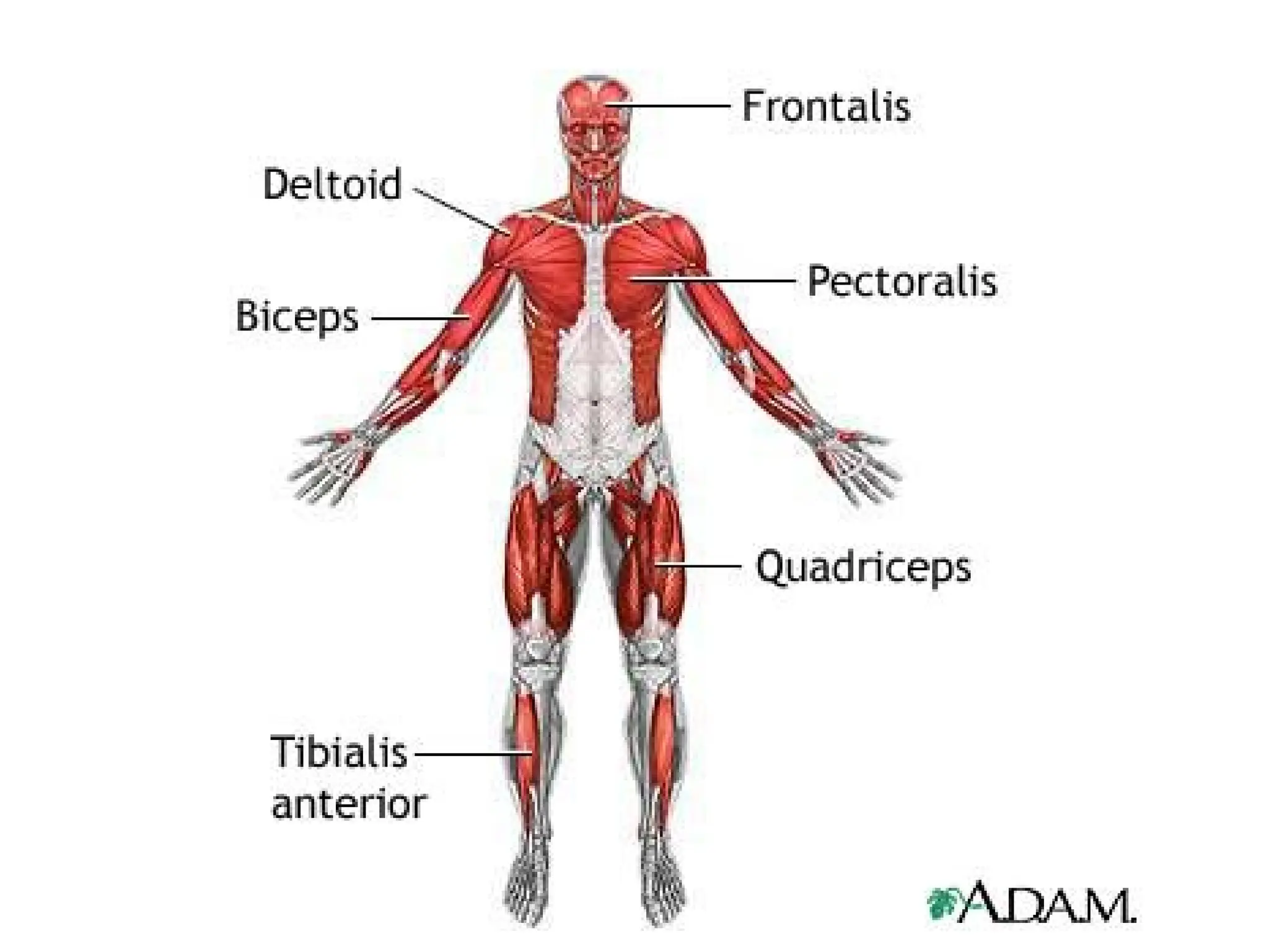 Anatomy and Physiology of Muscular System.ppt