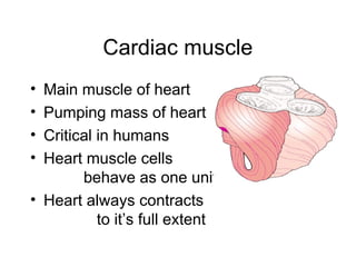 Anatomy and Physiology of Muscular System.ppt