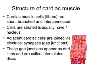Anatomy and Physiology of Muscular System.ppt