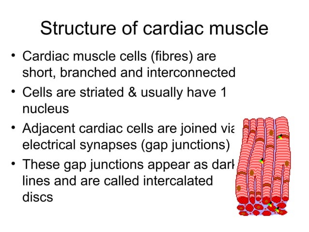 Anatomy and Physiology of Muscular System.ppt