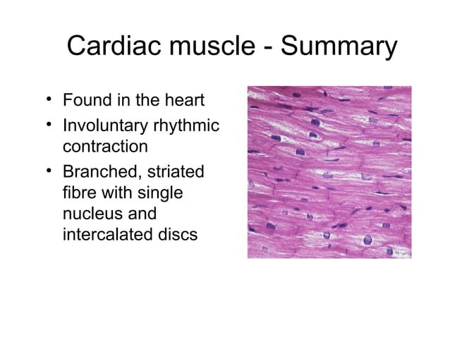 Anatomy and Physiology of Muscular System.ppt