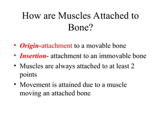 Anatomy and Physiology of Muscular System.ppt