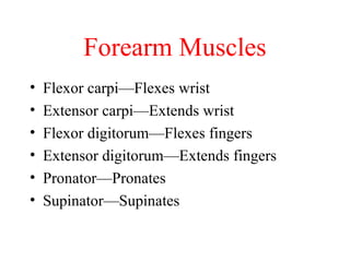 Anatomy and Physiology of Muscular System.ppt