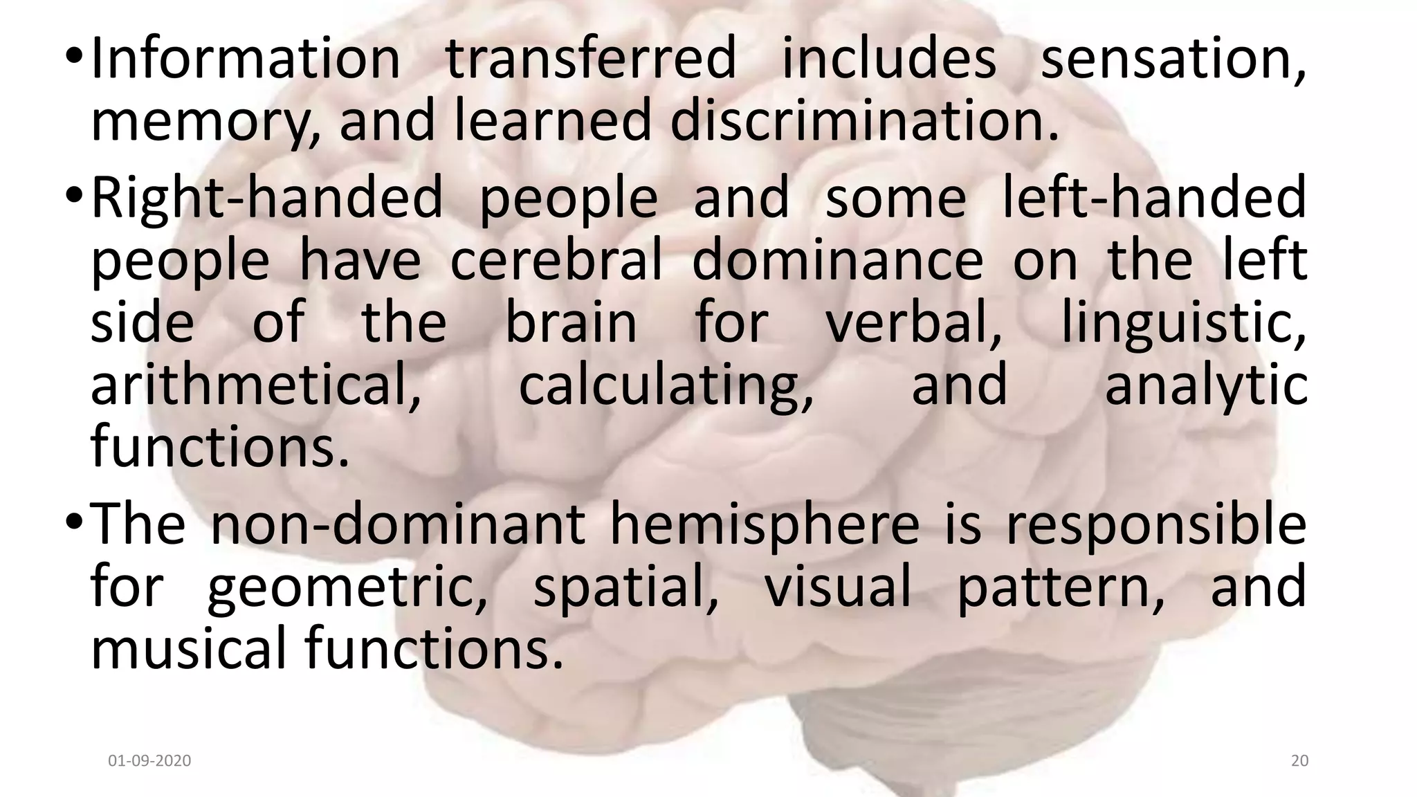 Anatomy and physiology of nervous system | PPTX | Brain and Nervous ...