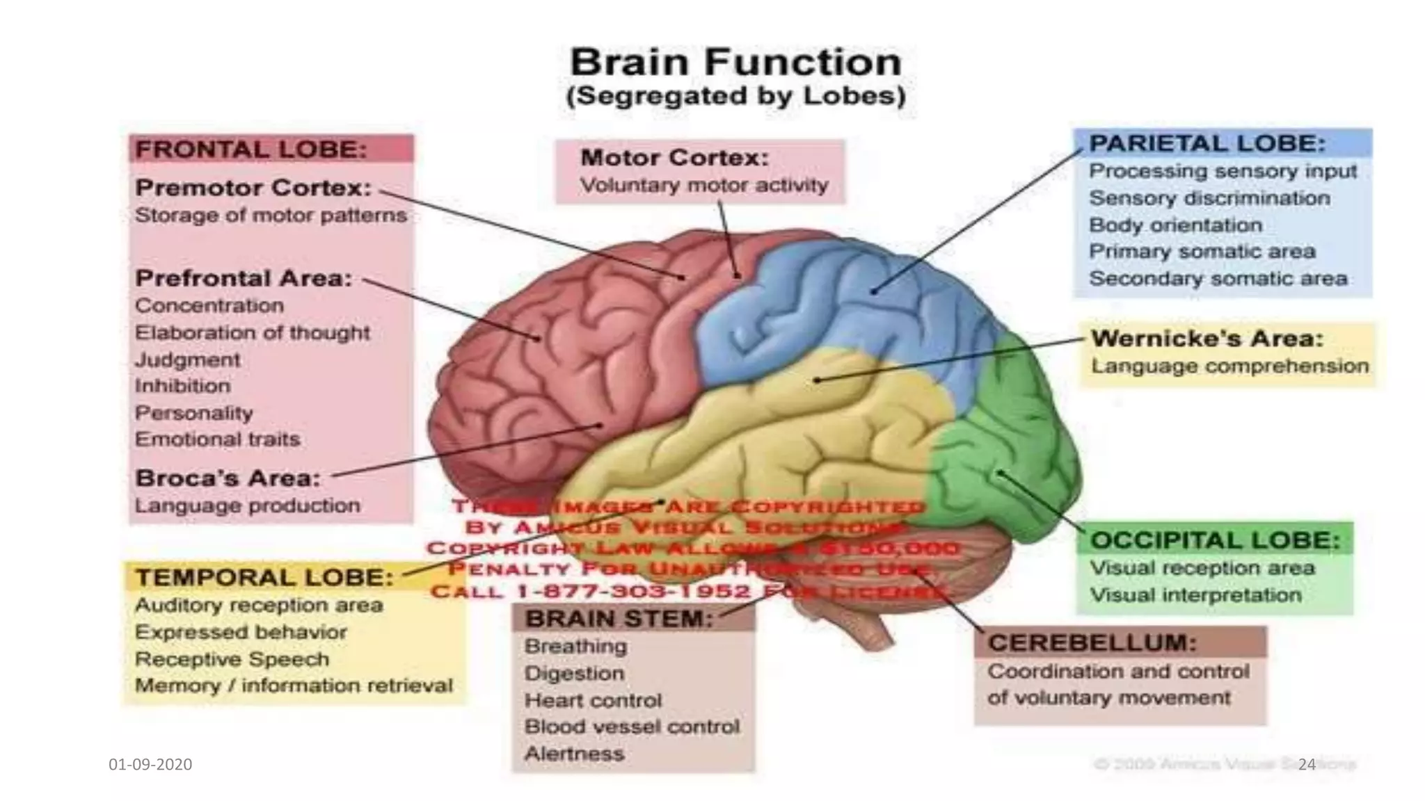 Anatomy and physiology of nervous system | PPT