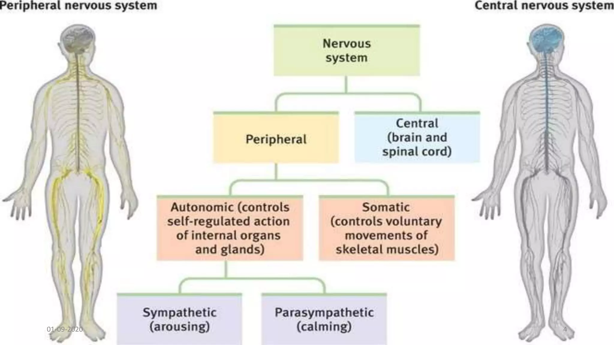 Anatomy and physiology of nervous system | PPTX | Brain and Nervous ...
