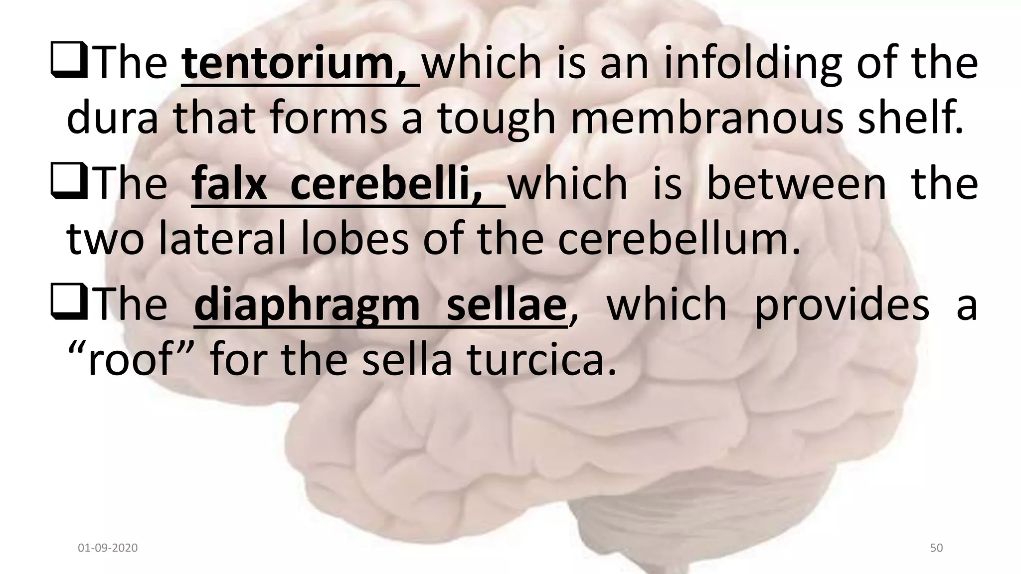 Anatomy and physiology of nervous system | PPTX