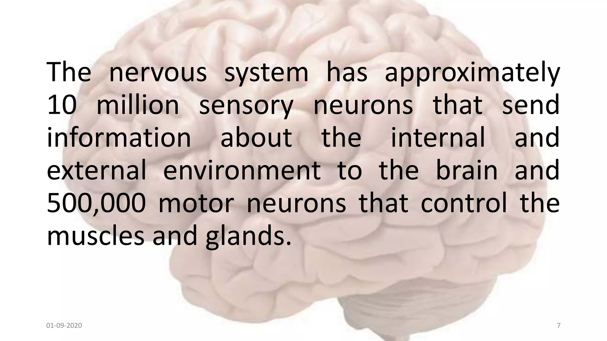 Anatomy and physiology of nervous system | PPTX | Brain and Nervous ...