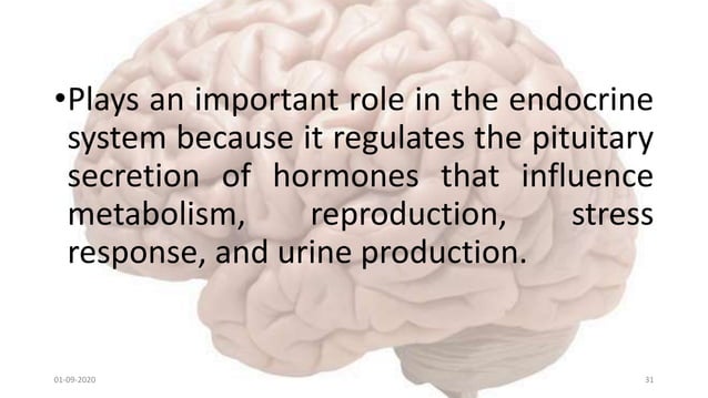 Anatomy and physiology of nervous system | PPTX | Brain and Nervous ...