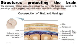 Anatomy and physiology of nervous system | PPTX
