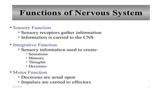 Anatomy and physiology of nervous system | PPTX