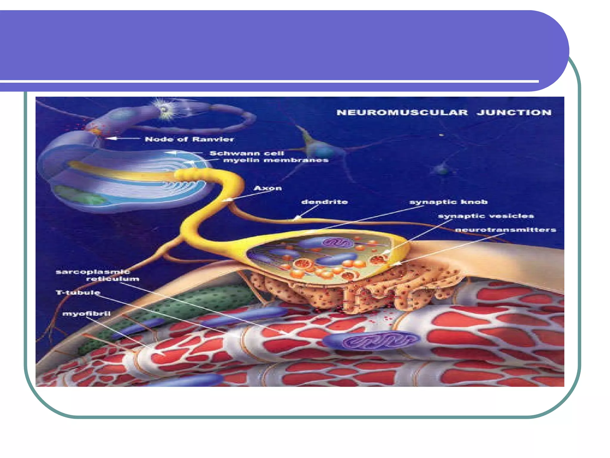 Anatomy and physiology of neuromuscular junction | PPT