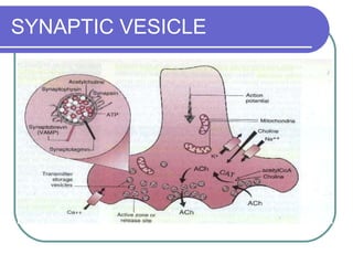Anatomy and physiology of neuromuscular junction | PPT